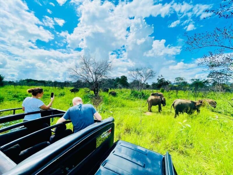 Habarana: Elephants & Loris Watching Night Safari Tour - What You Need to Know Before Booking