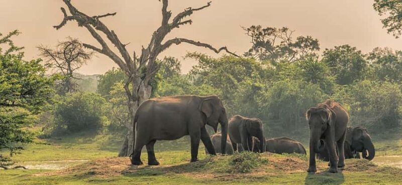 Habarana: Elephants & Loris Watching Night Safari Tour - The Experience Provider and Similar Alternatives