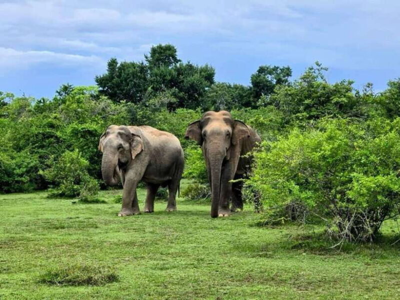 Habarana : Habarana Eco Park Elephant Safari Adventure - Habarana: Habarana Eco Park Elephant Safari Adventure — A Well-Balanced Look