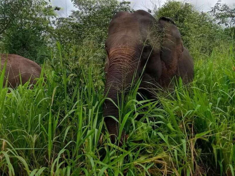 Habarana : Habarana Eco Park Elephant Safari Adventure - Key Points