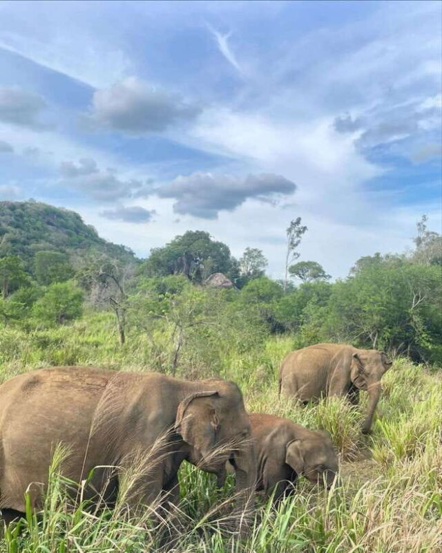 Habarana : Habarana Eco Park Elephant Safari Adventure - Real Experiences and What Travelers Say