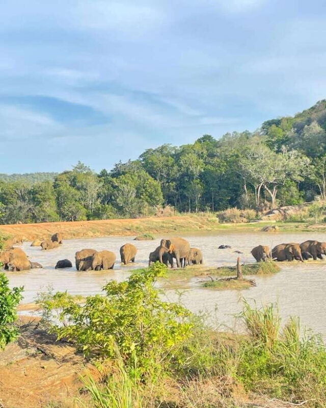 Habarana : Habarana Eco Park Elephant Safari Adventure - The Experience Provider: Believe it tours