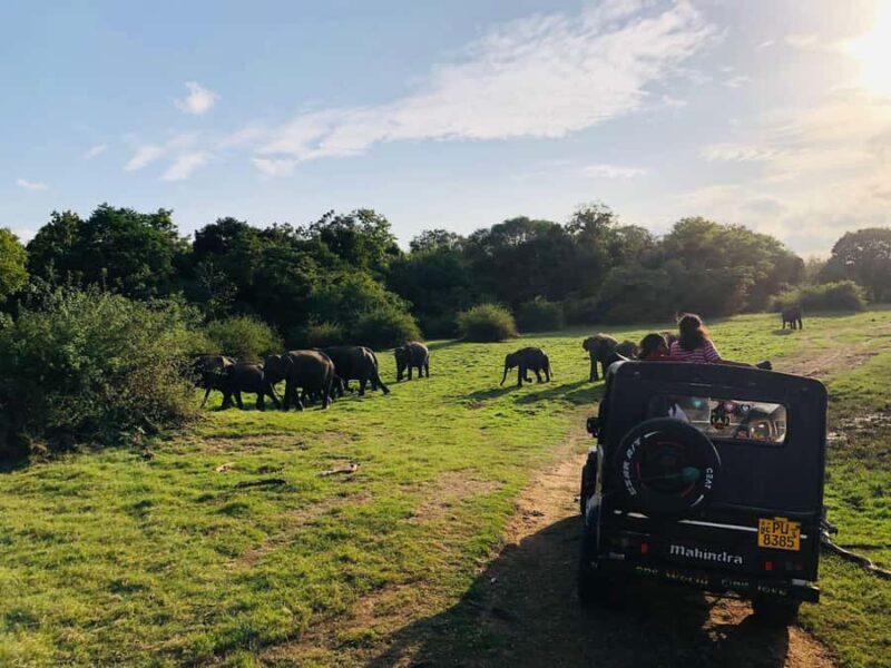 Habarana: Pure Village Life and Cultural Experience Day Tour - A Deep Dive into the Experience