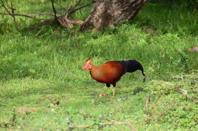 Habarana: Pure Village Life and Cultural Experience Day Tour - Final Thoughts