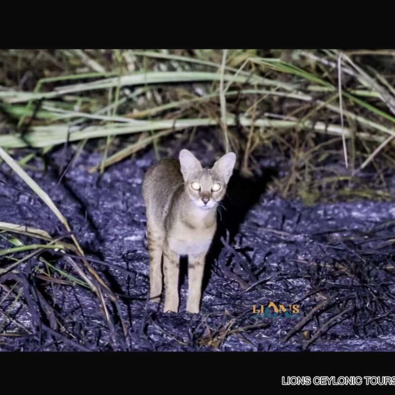 Habarana & Sigiriya: Night Safari to see nocturnal wildlife - The Experience in Detail