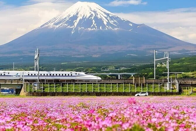 Hachik, Hachi, Tale of a Faithful Dog, Mystery Tour - The Sum Up: Is This Tour Worth Your Time?