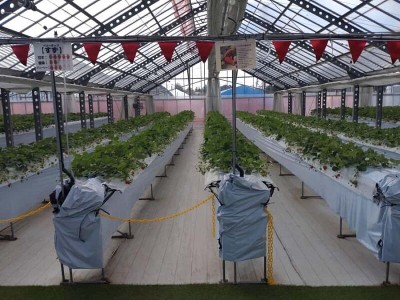 Hadano, Japan: Strawberry Picking Experience Near Tokyo - An In-Depth Look at the Tour