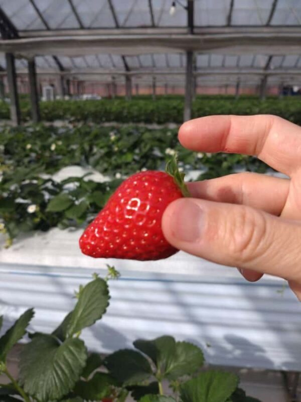 Hadano, Japan: Strawberry Picking Experience Near Tokyo - FAQ