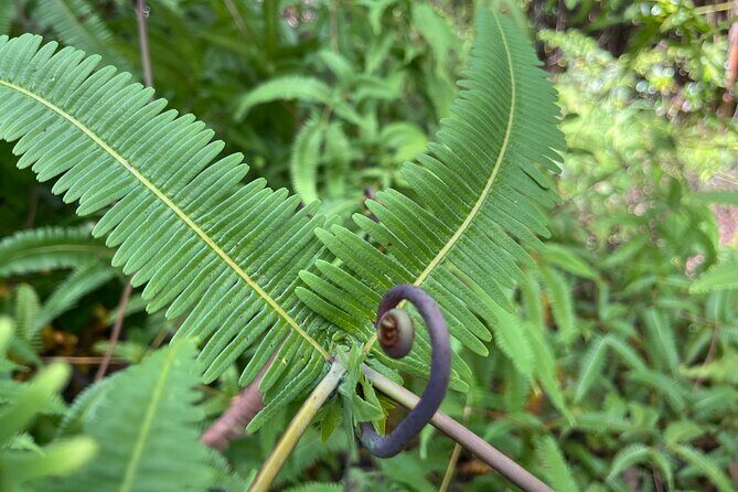Haena Hike and Swim with Native Hawaiian - Key Points