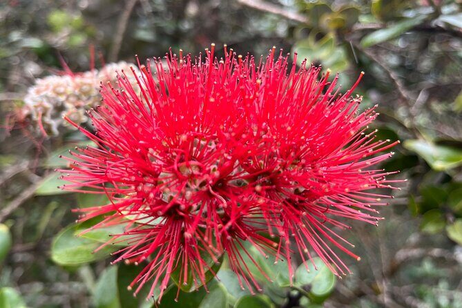 Haena Hike and Swim with Native Hawaiian - Who This Tour Is Best For