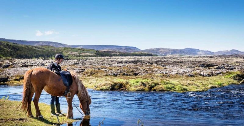 Hafnarfjörður: Horseback Riding Tour in Reykjavik Area - The Horses: What Makes Them Special?