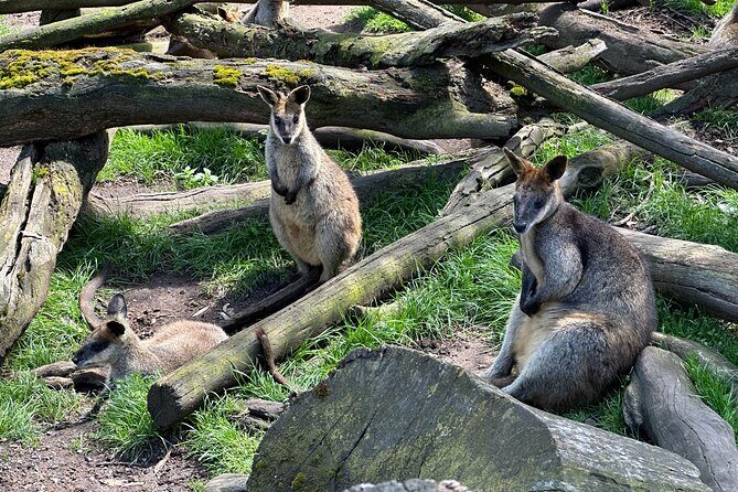Hahndorf and Hills Wildlife Wonders - The Itinerary: What You’ll See and Do