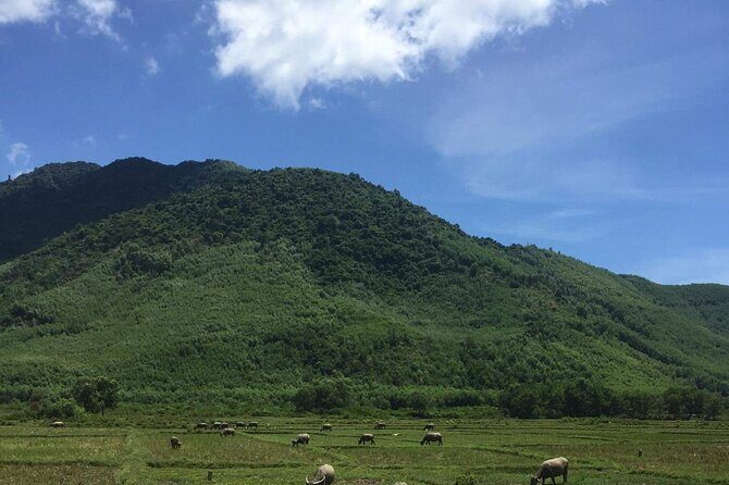 HAI VAN PASS MOTORBIKE TOUR - Top Gear Experience - An In-Depth Look at the Hai Van Pass Motorbike Tour