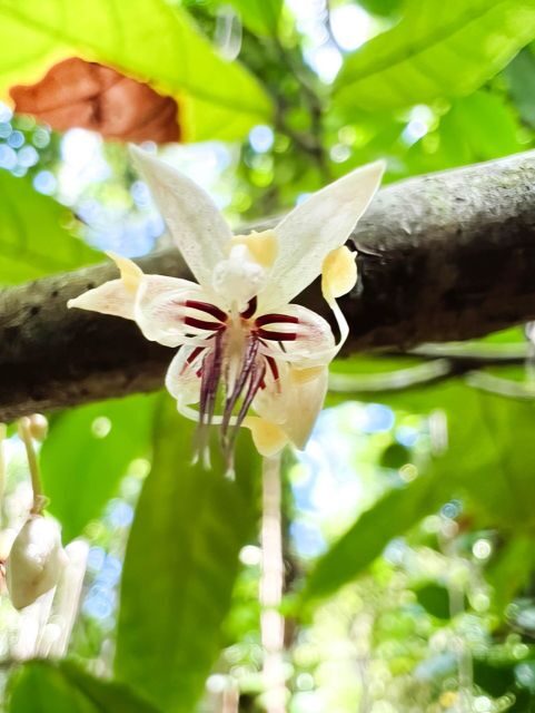 Haiku: Waterfall, Rainforest, and Handcrafted Chocolate Tour - Introduction: A Peek at this Waterfall, Rainforest, and Chocolate Tour