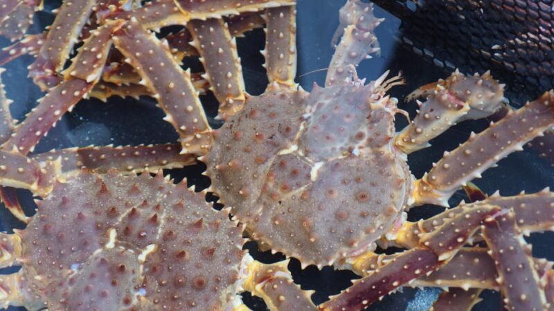 Hakodate:Private Full Day Guided Tour in Hakodate - Frequently Asked Questions