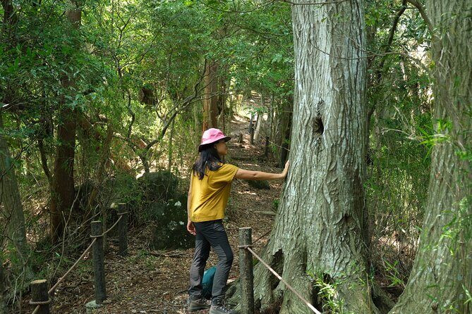 Hakone Valley Hike, Forest Bathing and Wagashi shop (Half-day) - Key Points