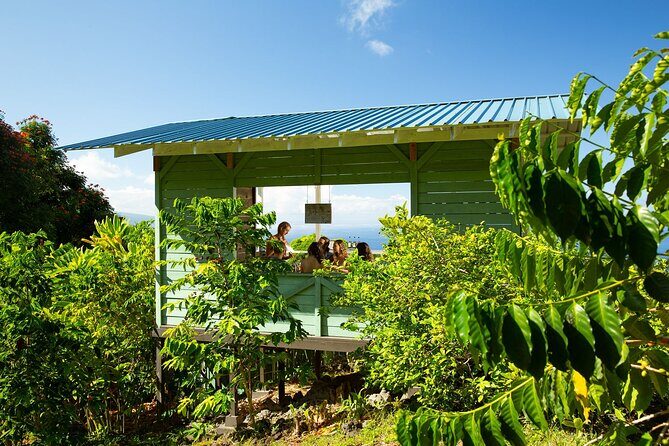 Hala Tree Coffee Farm Tour - An In-Depth Look at the Hala Tree Coffee Farm Tour