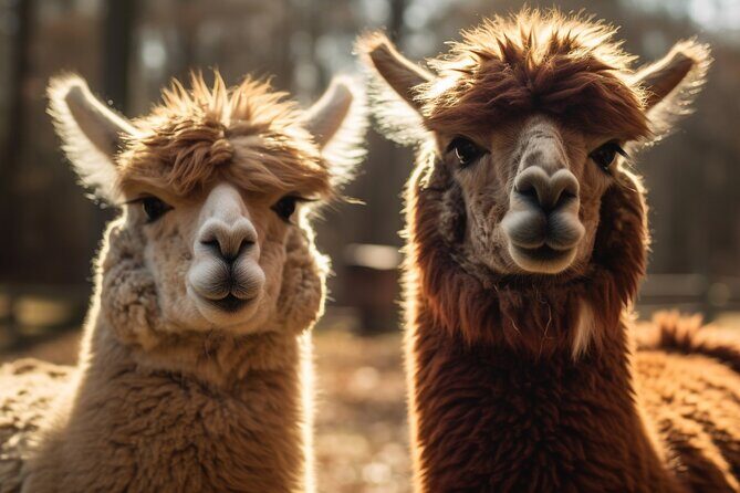 Halal - Central Mosque/Nami Island/Sheep Ranch /Morning Calm - Final Recommendation