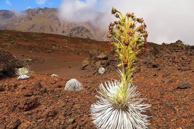Haleakala Classic Vehicle Sunrise Tour with Breakfast - FAQ