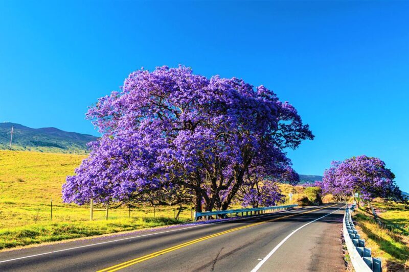 Haleakala Daytime Self-Guided Express Bike Tour w/ Bike Maui - Cost and Value