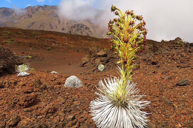Haleakala Summit Best Self-Guided Bike Tour with Bike Maui - FAQ