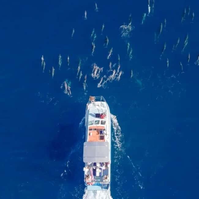 Haleiwa: North Shore Whale Watching Tour by Catamaran - The Itinerary and What to Expect
