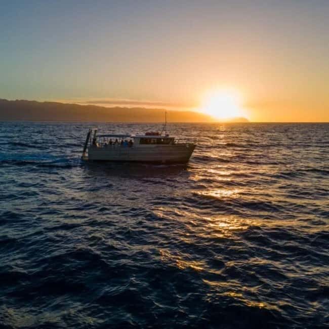Haleiwa: North Shore Whale Watching Tour by Catamaran - Whale Sightings and Behavior
