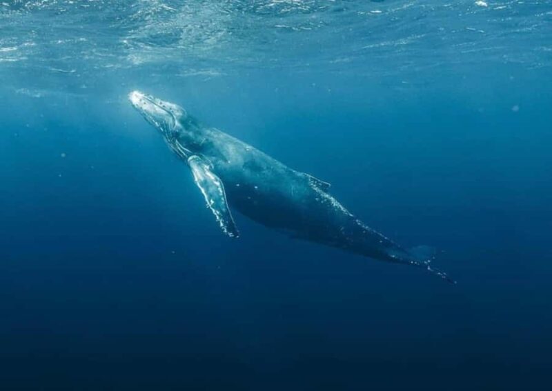 Haleiwa: Oahu North Shore Whale Watching Boat Tour - What Makes This Tour Stand Out?