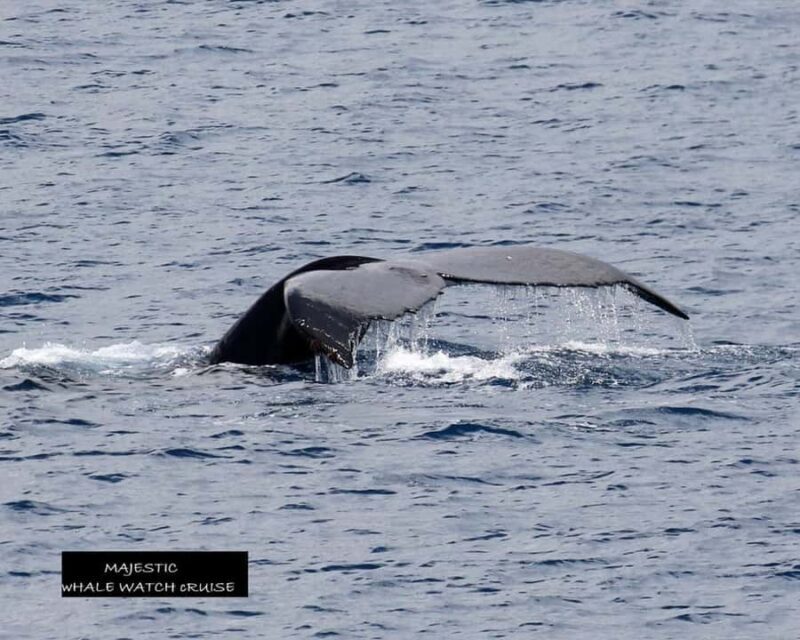 Haleiwa: Oahu North Shore Whale Watching Boat Tour - Pricing and Value