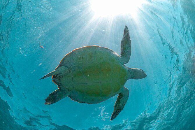 Half a day Tour to Cenote and Sea Turtles Encounter in Akumal Bay - The Sum Up