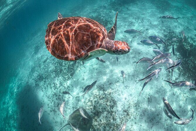 Half a day Tour to Cenote and Sea Turtles Encounter in Akumal Bay - FAQ