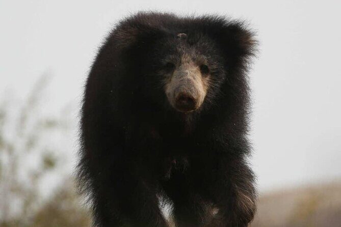 Half Day Activity in Yala Safari - Key Points