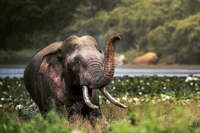 Half Day Activity in Yala Safari - Discovering Yala: An In-Depth Review