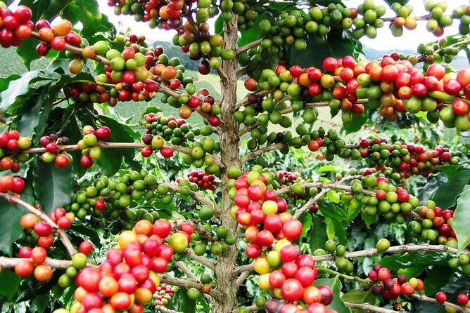 Half-Day Adventure 4x4 ATV, Water Cave and Dominican Culture - The Itinerary and What You’ll Experience