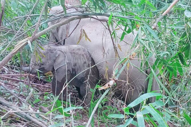 Half Day Afternoon Elephant Observation Tour in Chiang Mai - A Genuine Look at the Half Day Afternoon Elephant Observation Tour in Chiang Mai