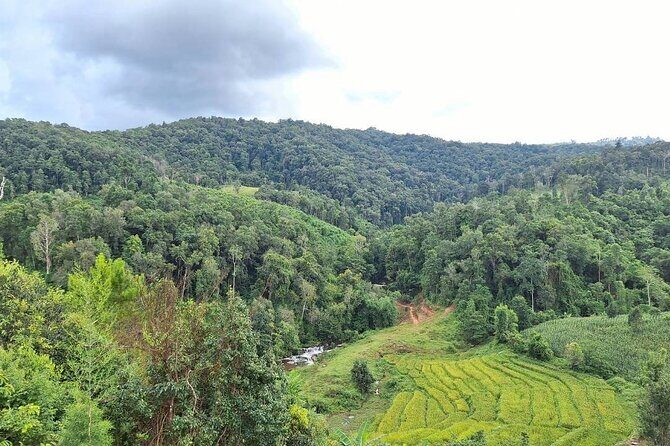 Half Day Afternoon Elephant Observation Tour in Chiang Mai - Who Will Appreciate This Tour?