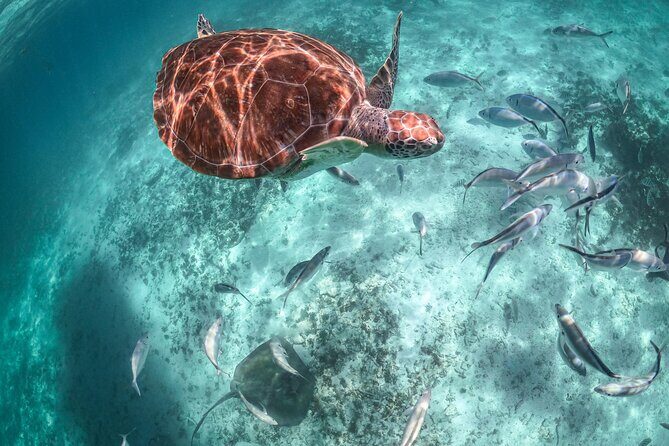 Half Day Akumal Beach Swim and Snorkel with Turtles Experience - Authentic Encounters and Potential Drawbacks