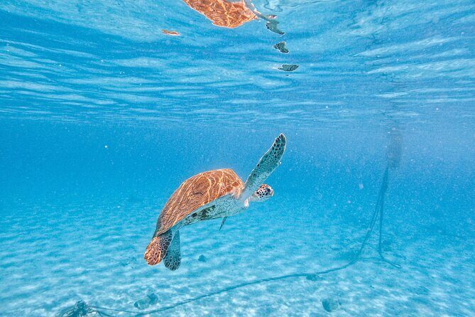 Half Day All West Beach Hopping - Who Will Love This Tour?