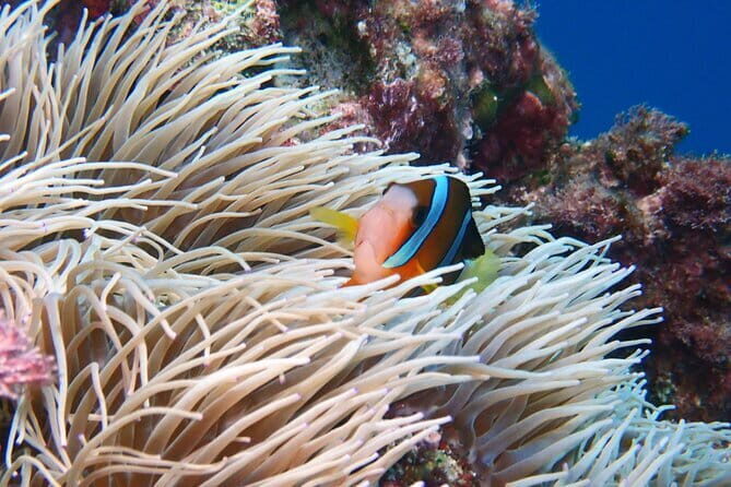 Half Day Amami Japan Boat Snorkeling Adventure - Practical Tips for Travelers