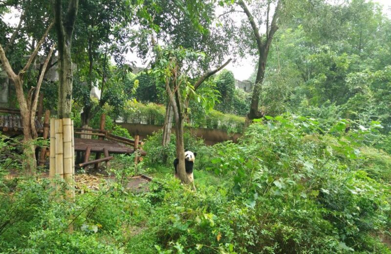 Half Day Amazing Chengdu Panda Base Trip - Introduction