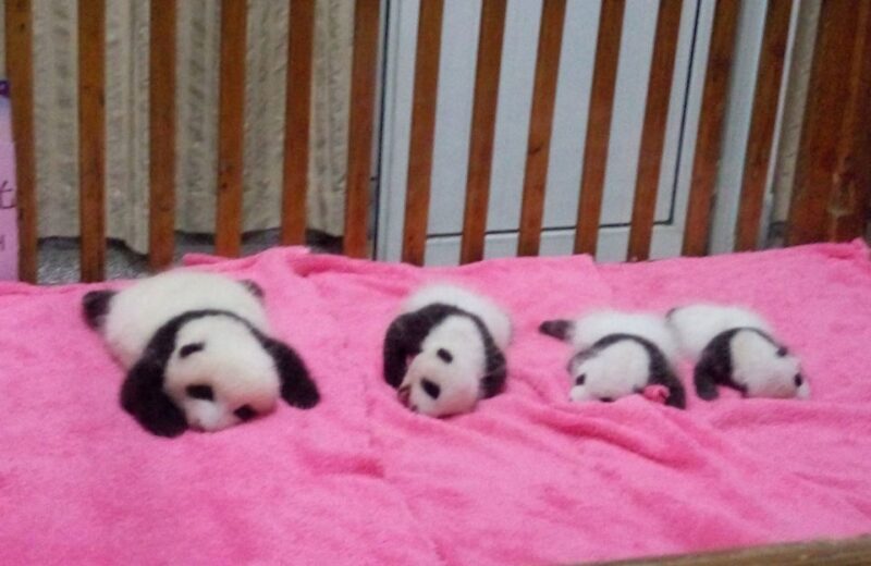 Half Day Amazing Chengdu Panda Base Trip - Key Points