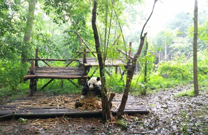 Half Day Amazing Chengdu Panda Base Trip - The Film and Educational Content