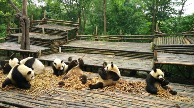 Half Day Amazing Chengdu Panda Base Trip - Practical Details and Whats Included