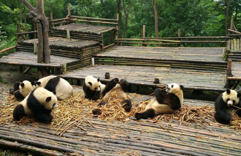 Half Day Amazing Chengdu Panda Base Trip - Who Should Consider This Tour?
