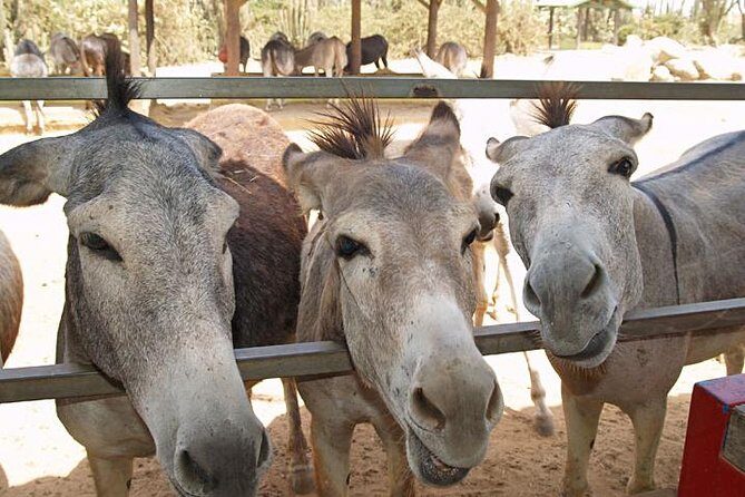 Half-Day Aruba Animal Sanctuary Guided Tour - Introduction: A Glimpse into the Aruba Animal Sanctuary Tour
