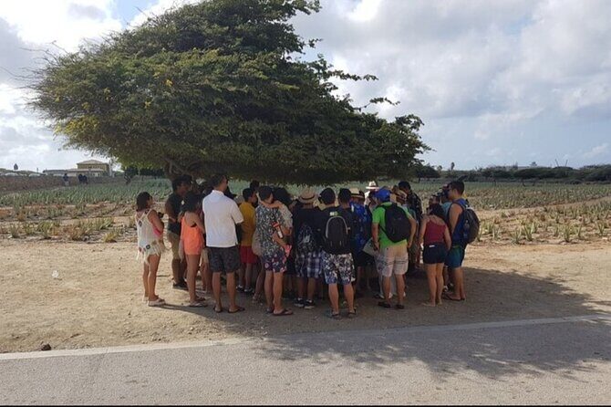 Half-Day Aruba Sightseeing Tour & Beach in an Air-condition Bus - Who Will Love This Tour?