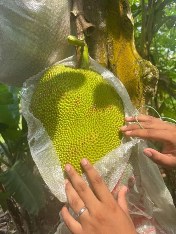 Half Day ATV Tour De Village By D'Bamboo Kamp - Key Points