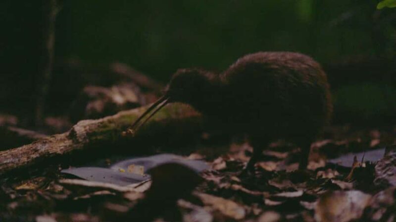 Half-Day Auckland City Tour  The City of Sails Uncovered - FAQ