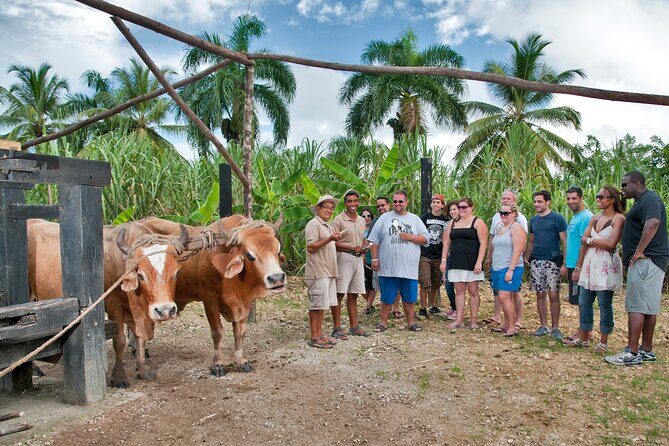 Half-Day Authentic Safari and Traditional Combo - Guides and Transportation