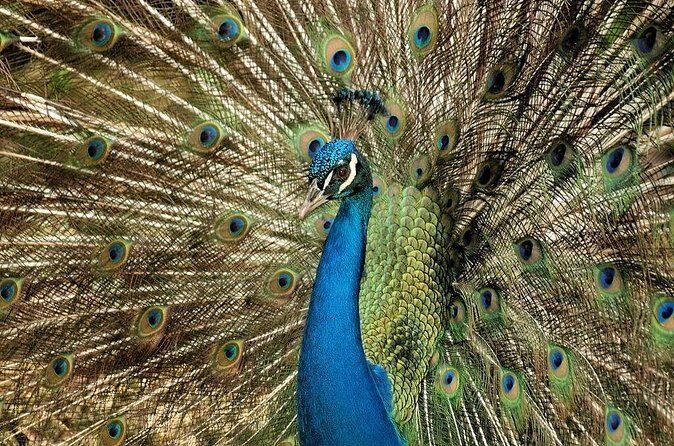 Half-Day Barbados Caves and Critters Tour with Pick Up - What Past Travelers Say